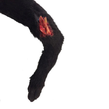 K9 Diesel - PracMed NZ